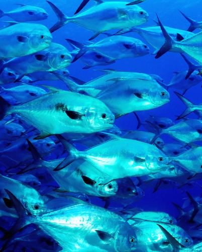 Researchers ramp up efforts at Western Dry Rocks | Local News ...