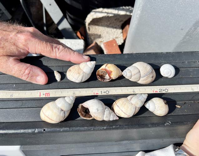 Land purchase nets imperiled tree snails | County | keysnews.com