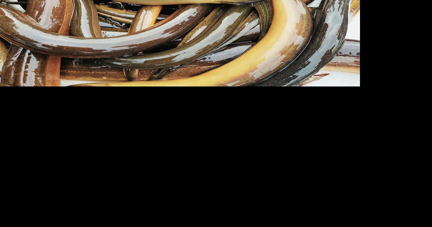 Public urged to report Asian swamp eel sightings | Local News ...