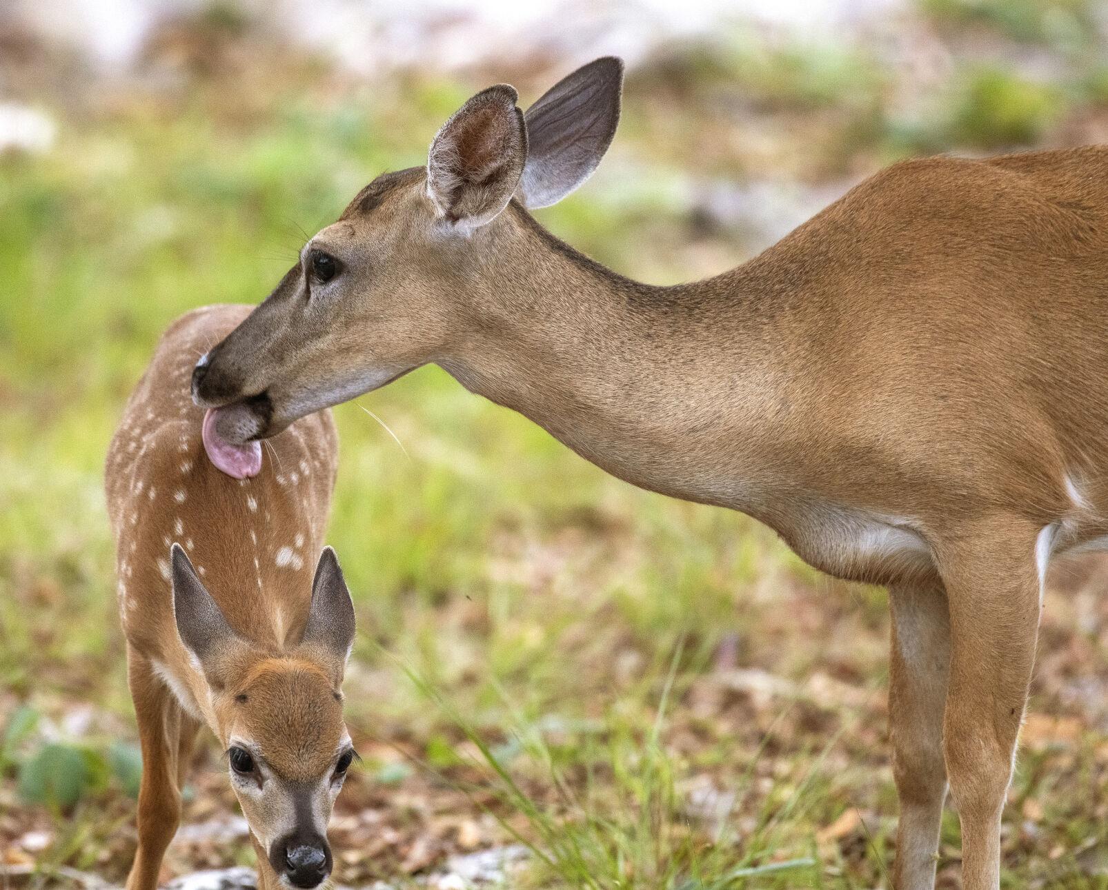 Mother and baby Key deer | Community | keysnews.com