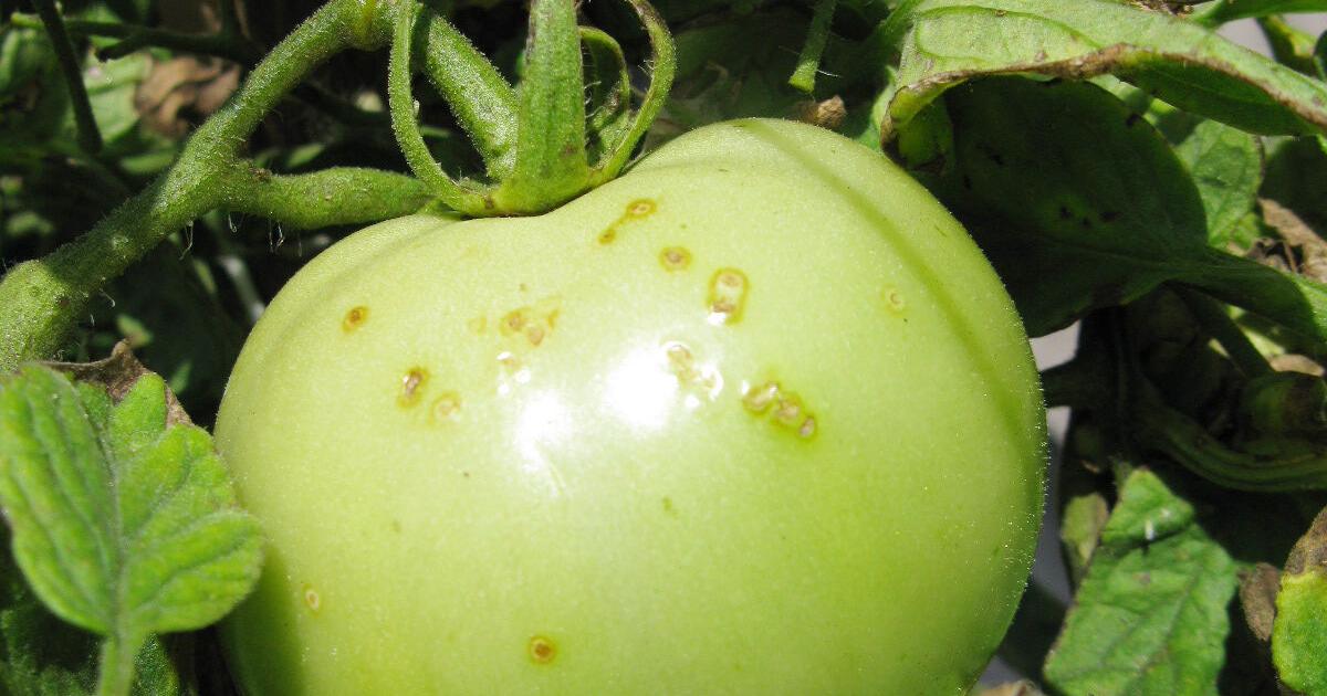 Tomato disease threatens nation's crops | Business | keysnews.com