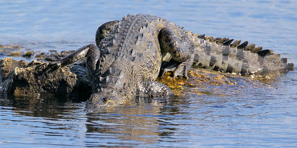 Scientists study impact of Glades salinity on crocs | Local News ...