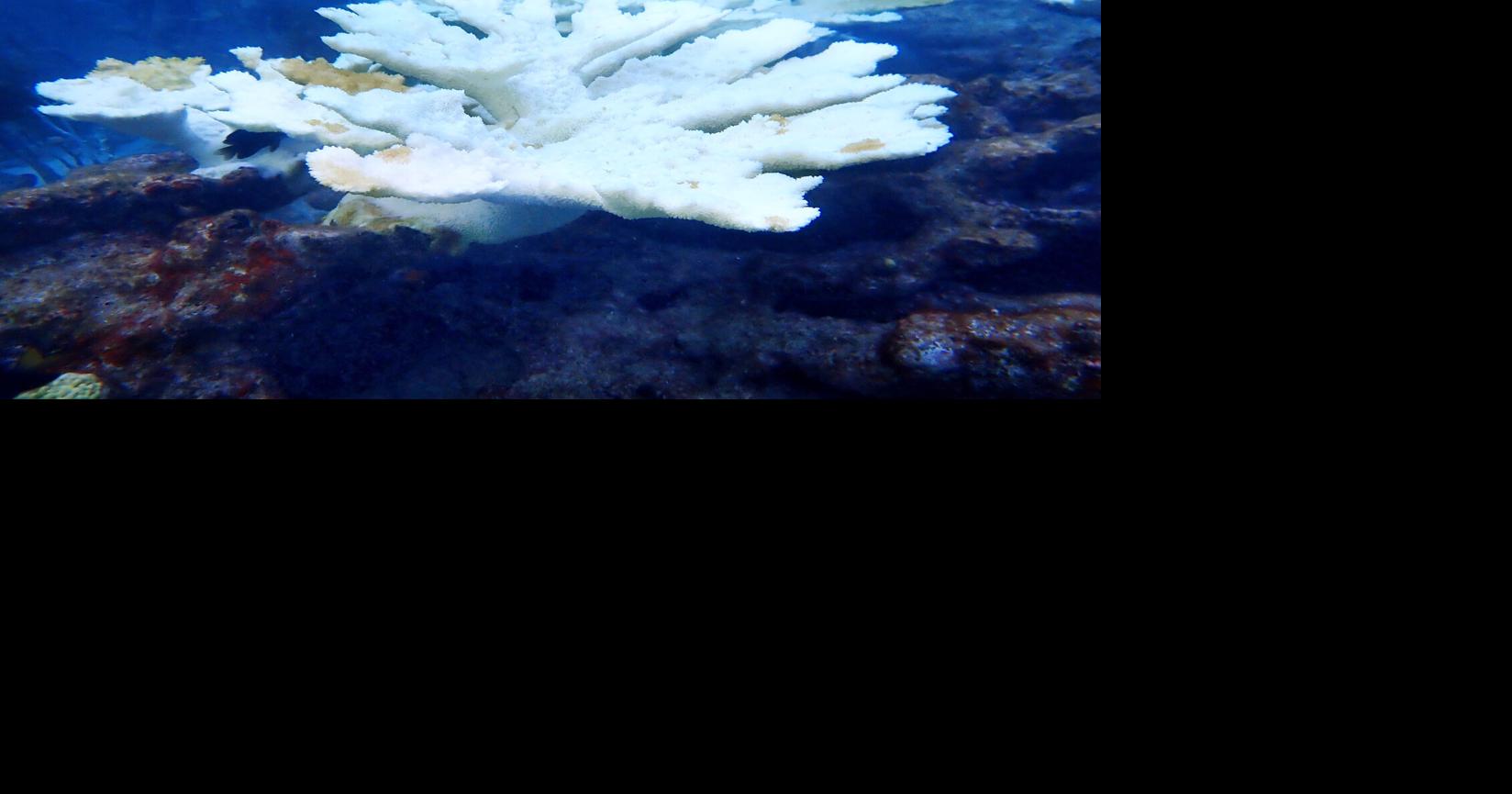 Heat wave subsides, corals restoration under way in Florida Keys ...