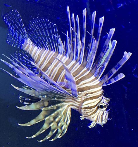 2024 Lionfish Challenge begins | Fishing | keysnews.com