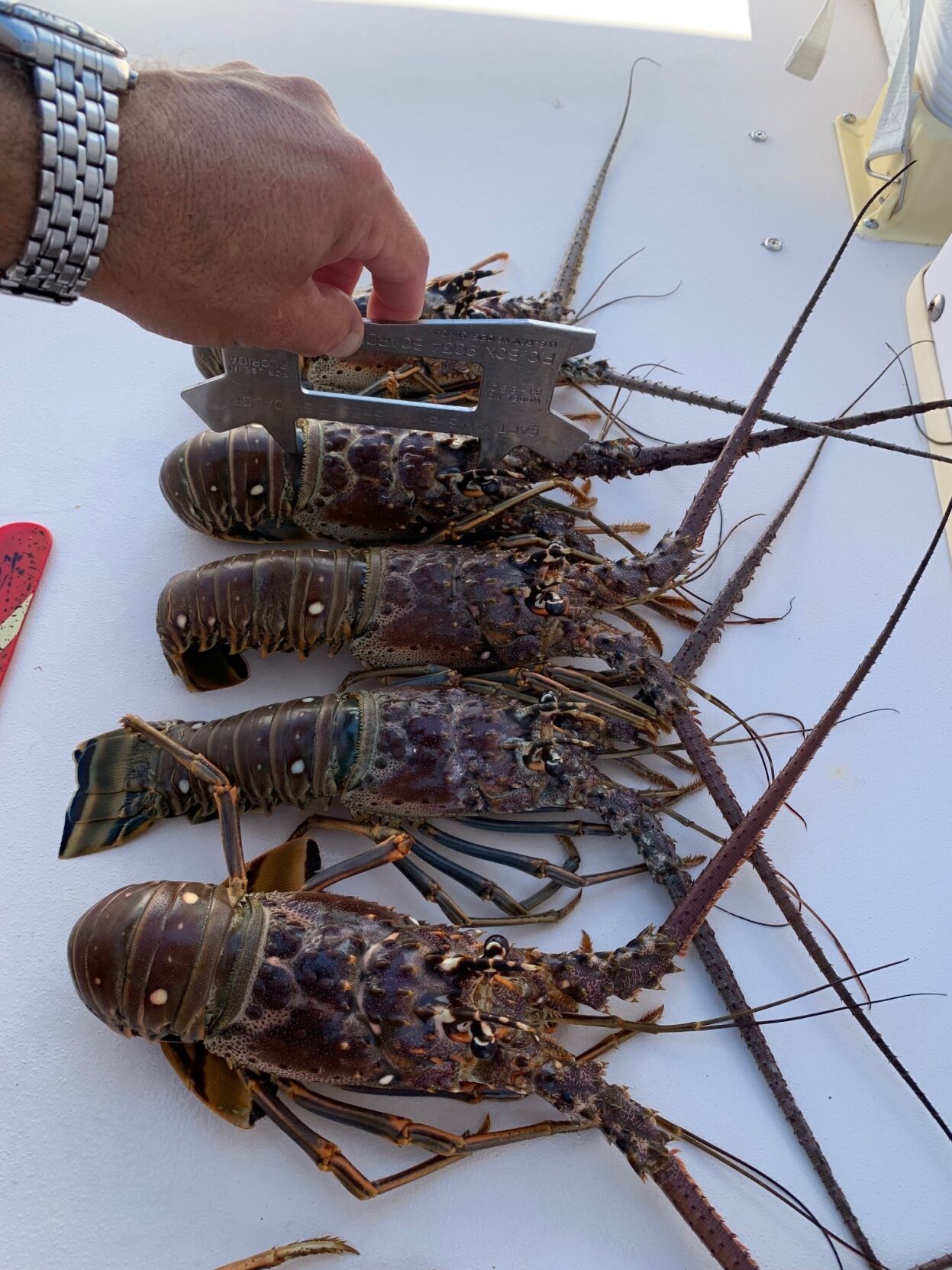 FWC makes lobster bust | Crime | keysnews.com