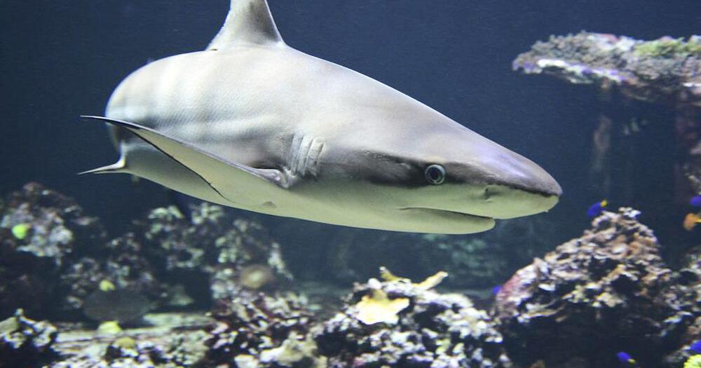 Shark bite serves as reminder for Keys swimmers | Local News | keysnews.com