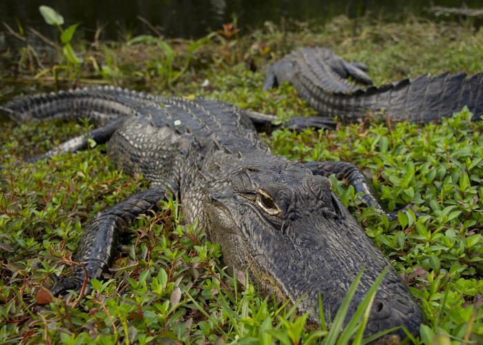 Applications for alligator harvest permits now open | Local News ...