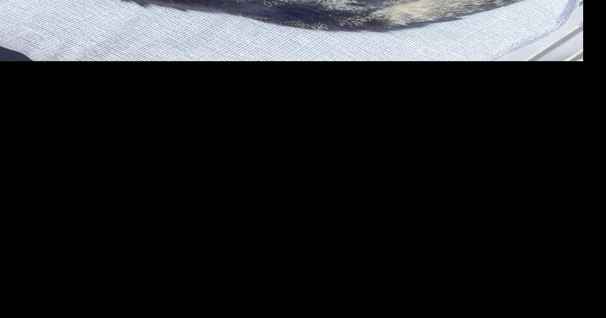 My cat is pulling out its fur | Columns | keysnews.com