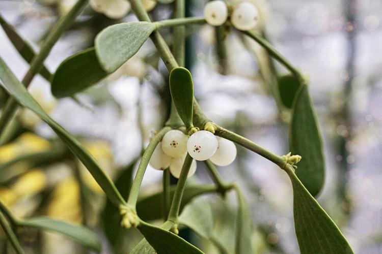 Mistletoe delivers more than just a kiss | Columns | keysnews.com