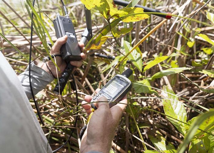 Scientists tracking breeding pythons | County | keysnews.com