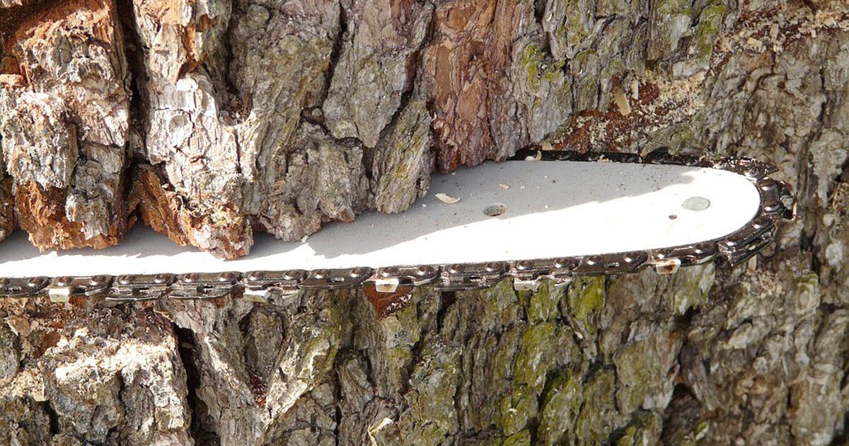 Planting and pruning | Columns | keysnews.com