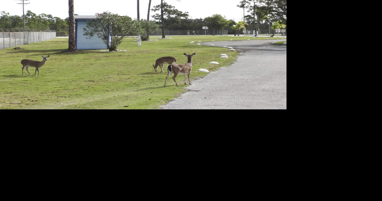 Public comments due on CFK's plans for former Keys state prison | News ...