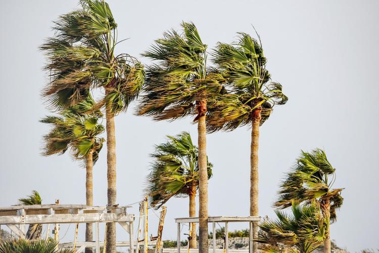 Stormproof Your Palms: Essential Wind Protection Tips