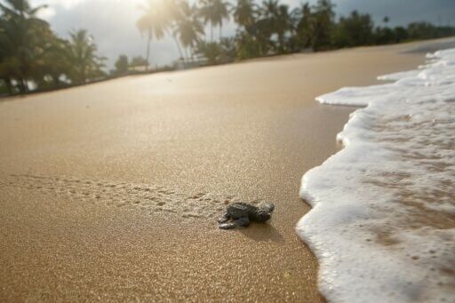Lights out for turtle nesting season | Local News | keysnews.com