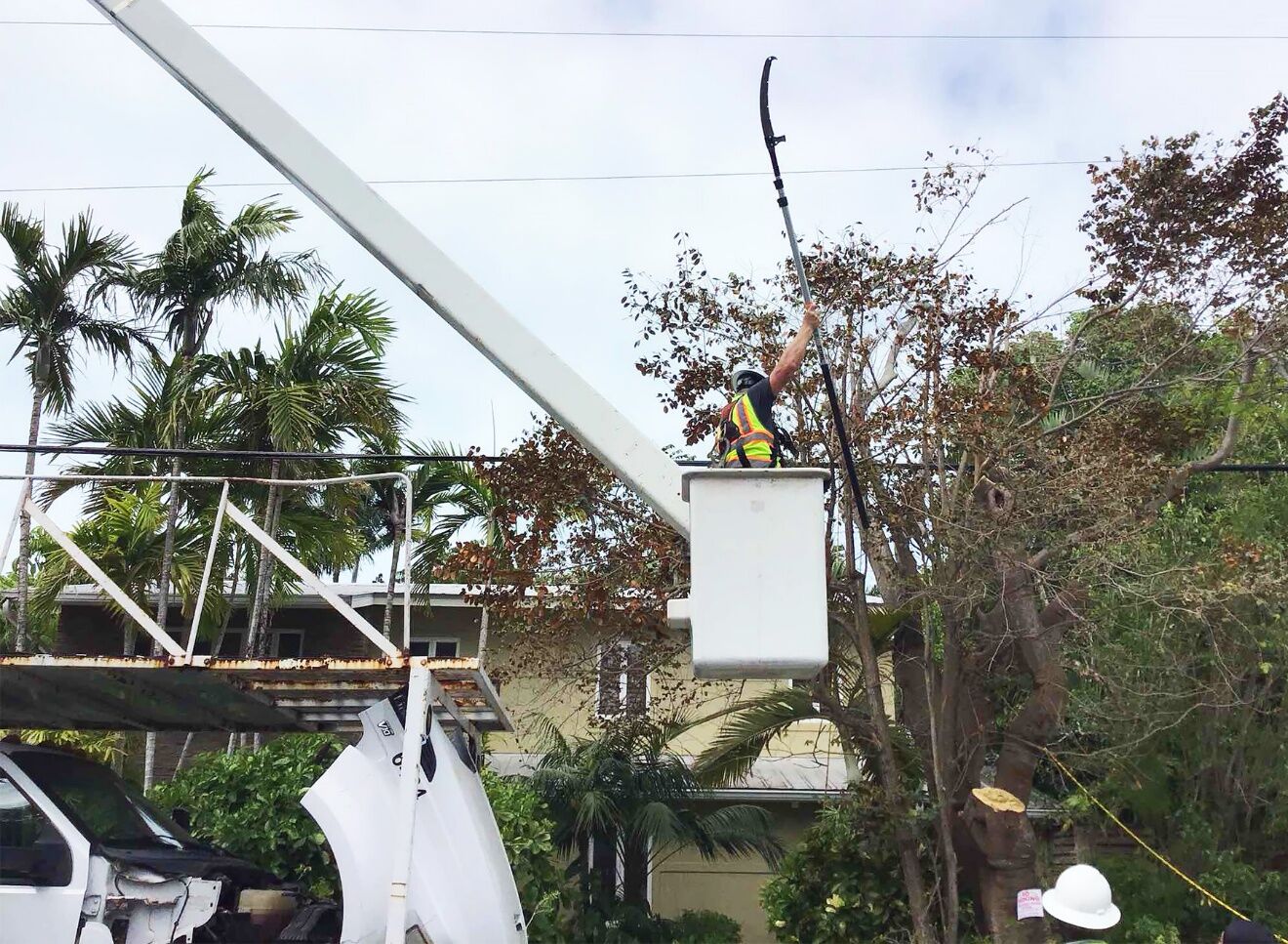 City's urban forestry team cares for trees | Local News | keysnews.com