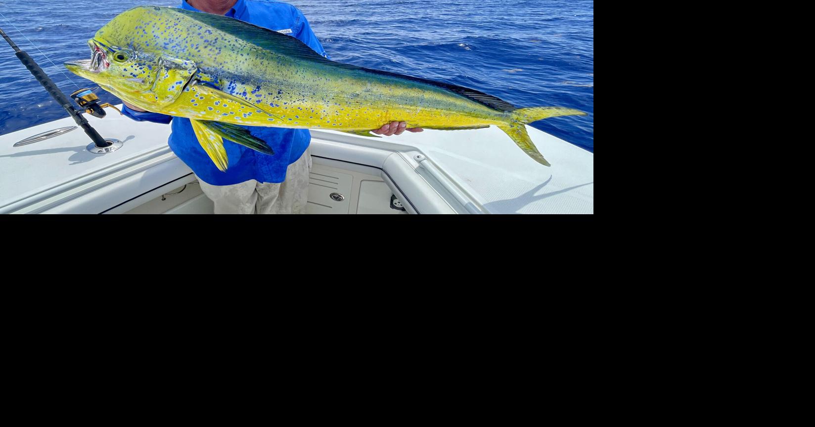 Fishery Council takes up dolphin in Key West | Local News | keysnews.com