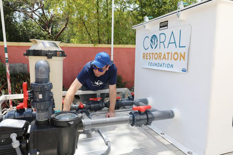 System designed to bring coral to Florida Keys sanctuary | Local News ...
