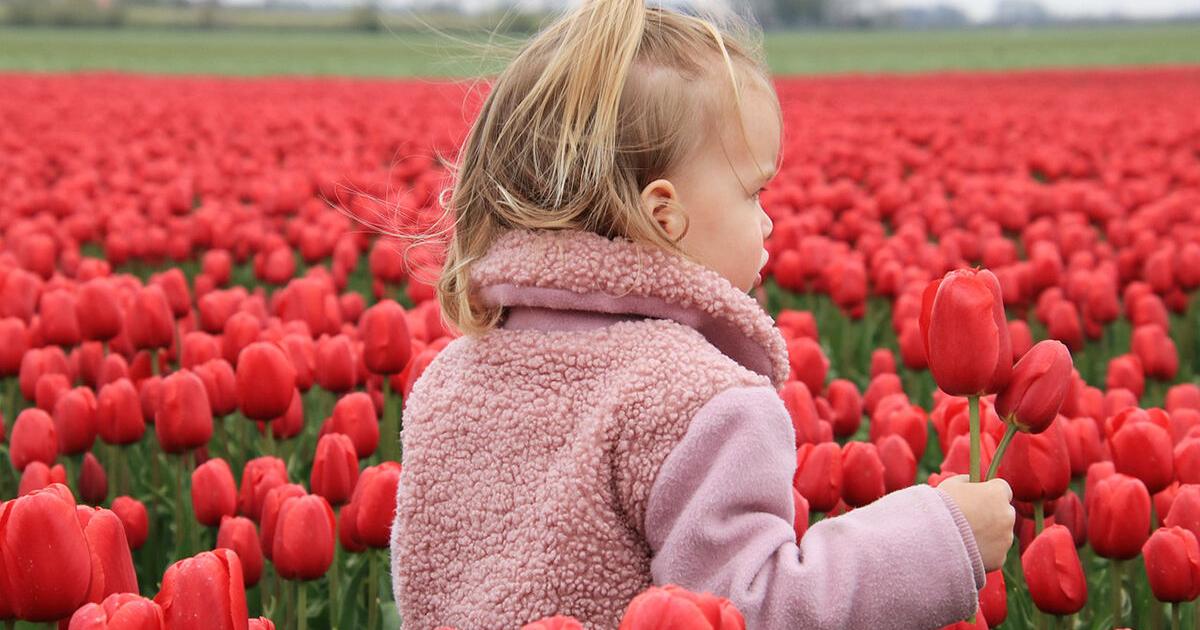 Desirable tulip has a long history | Columns | keysnews.com