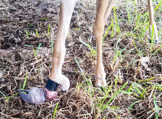 Debris entanglement poses risk to Key deer | Local News | keysnews.com