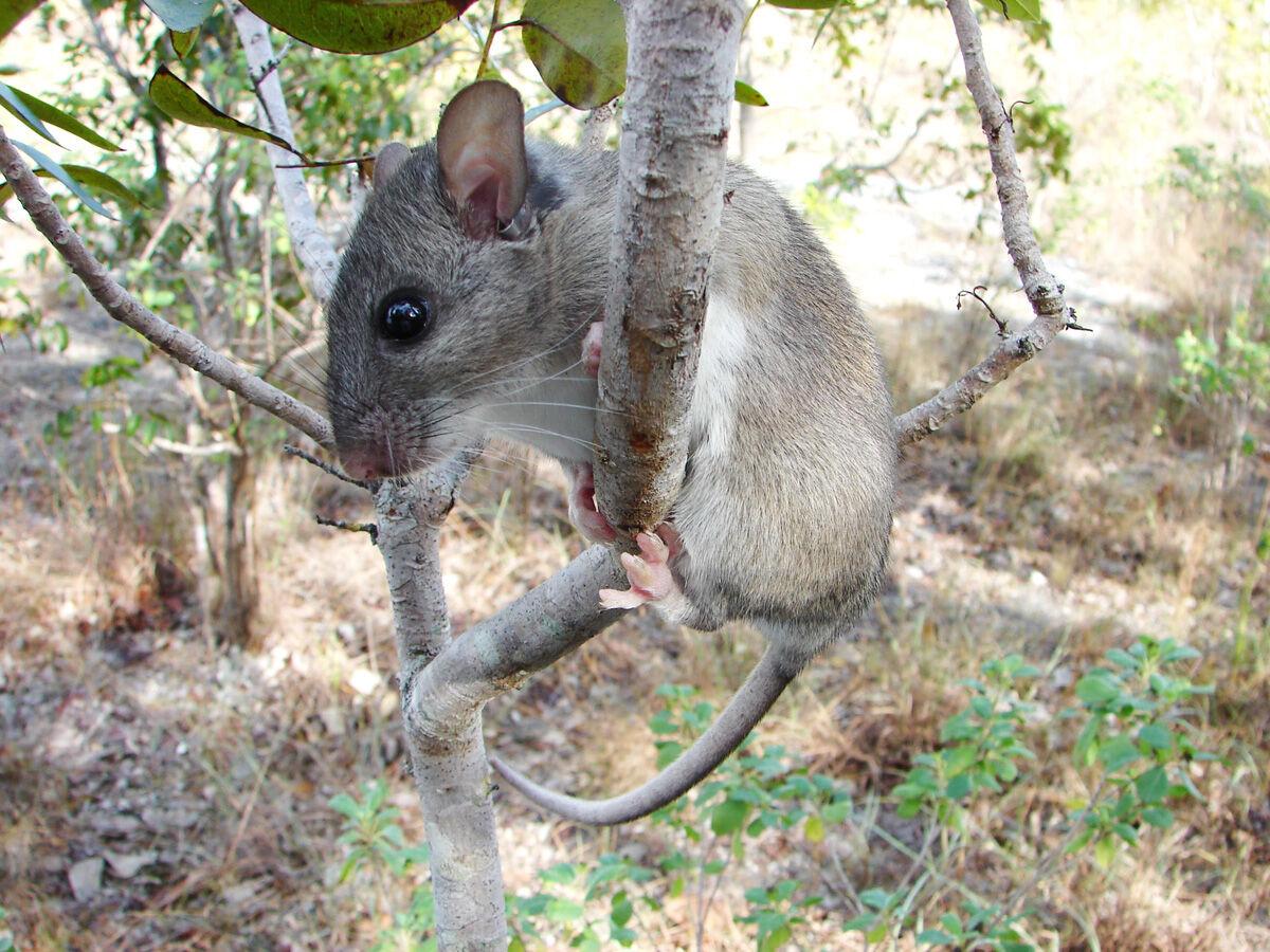 Brothers working to protect Key Largo woodrat | Upper Keys | keysnews.com