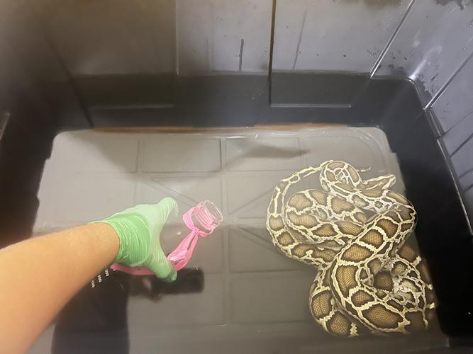 Scientists use DNA samples to track invasive snakes | State | keysnews.com