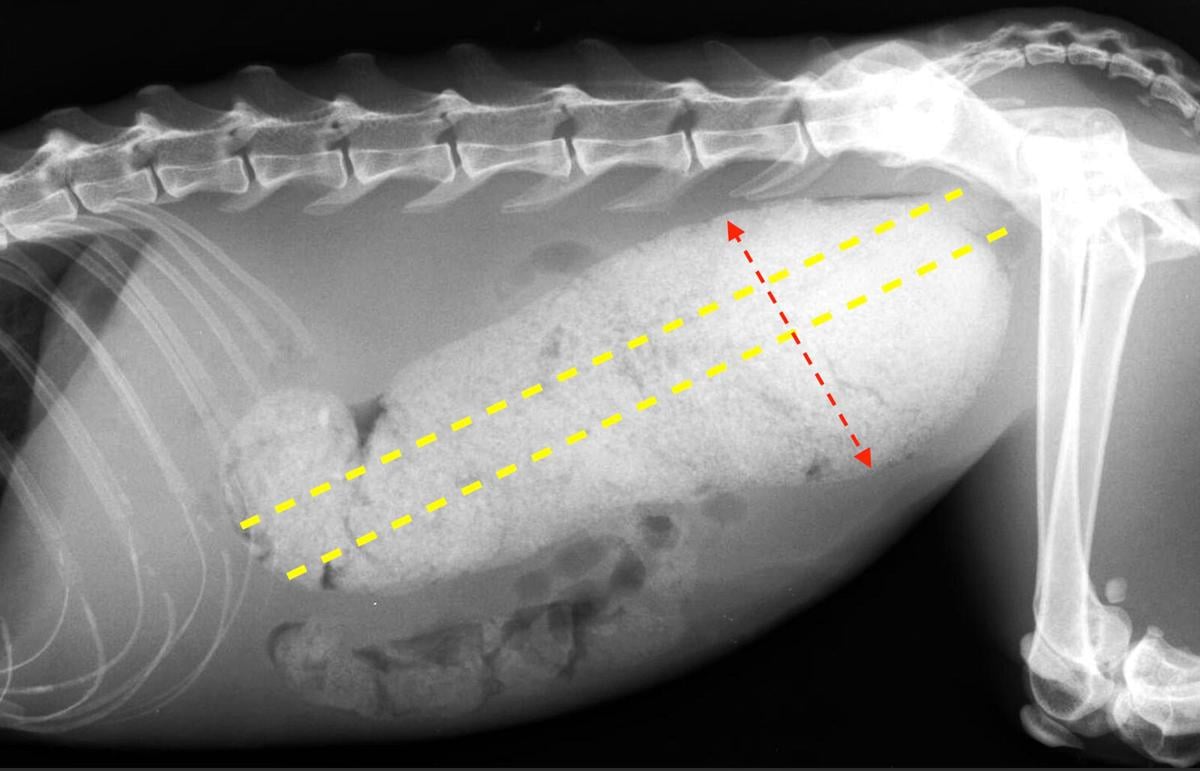 severe constipation cat xray