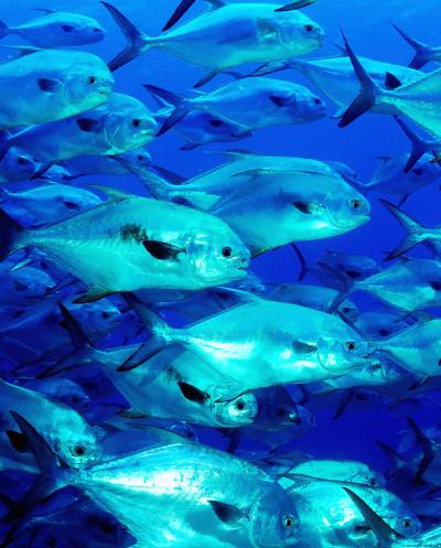 Researchers ramp up efforts at Western Dry Rocks | Local News ...