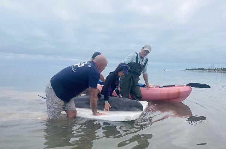 Pygmy killer whale euthanized after stranding | Local News | keysnews.com