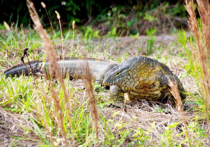 Invasive species outreach effort offers blueprint | State | keysnews.com