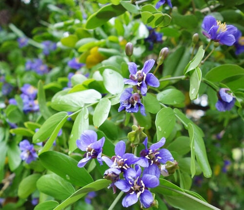 Florida Keys Plants And Flowers | Best Flower Site