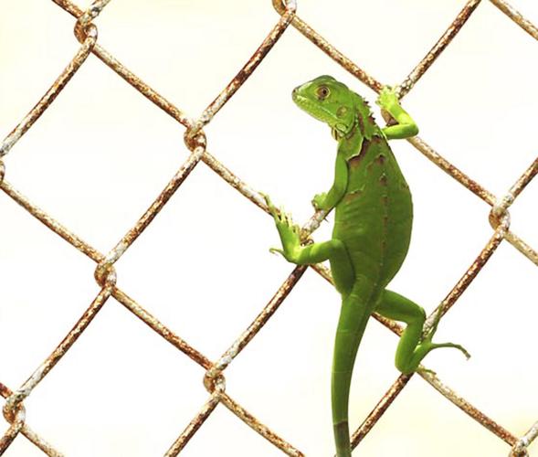 Green iguana solution? Send them packing | State | keysnews.com