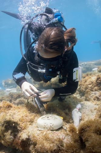 Record coral out-planting occurs off Florida | Local News | keysnews.com
