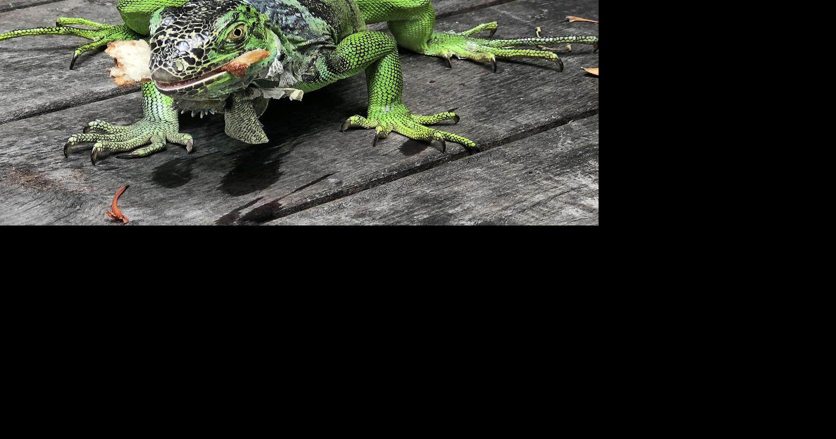 Green iguana solution? Send them packing | Government / Politics ...