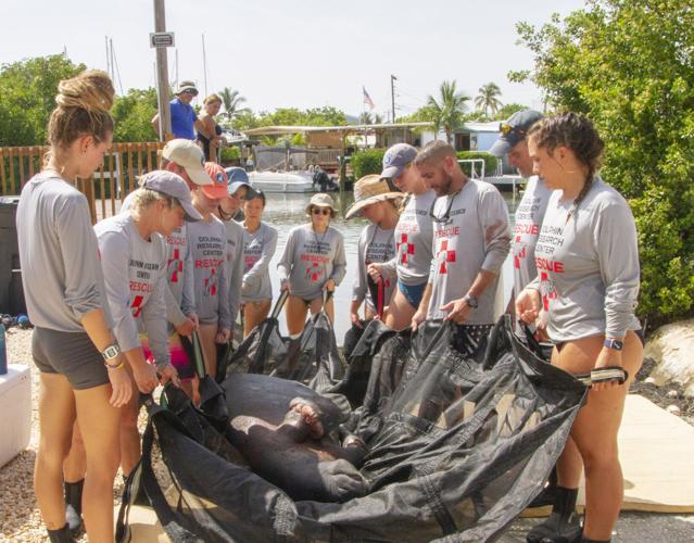 Dolphin Research Center team rescues, treats entangled manatee | Local ...
