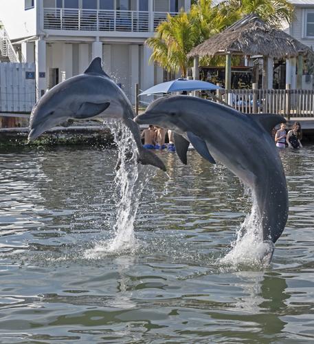 Rescue Dolphin-Florida Keys | News | keysnews.com