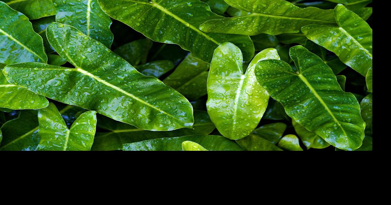 Obsessed with heart shapes | Columns | keysnews.com