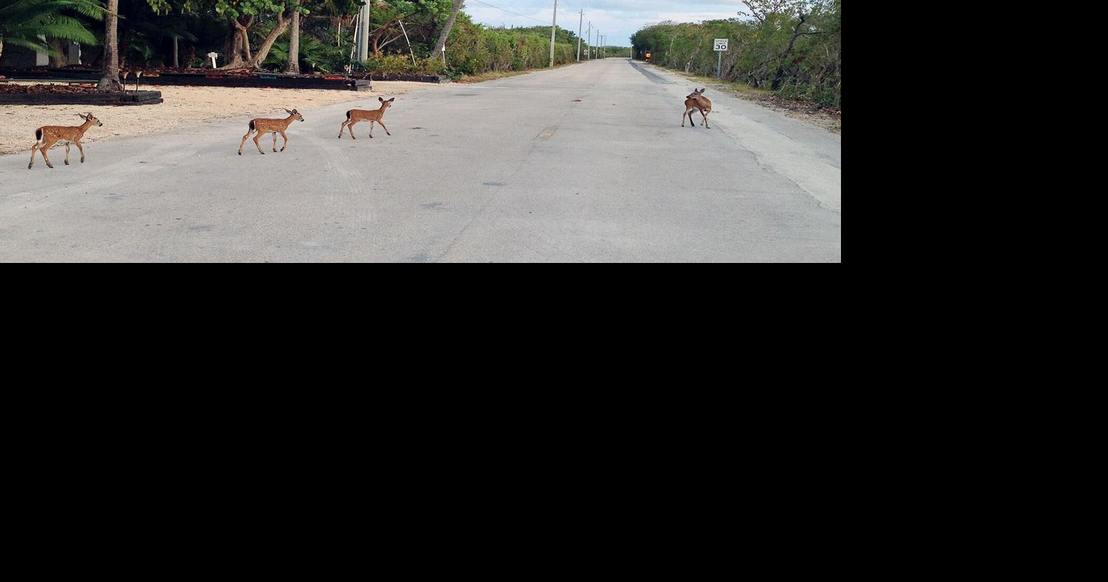 Key deer fawn season has begun | Columns | keysnews.com