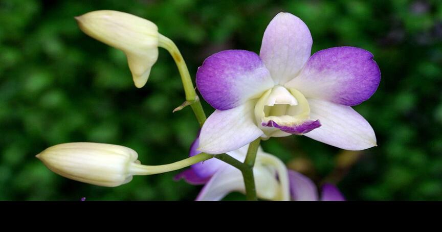 How does your orchid grow? | Columns | keysnews.com