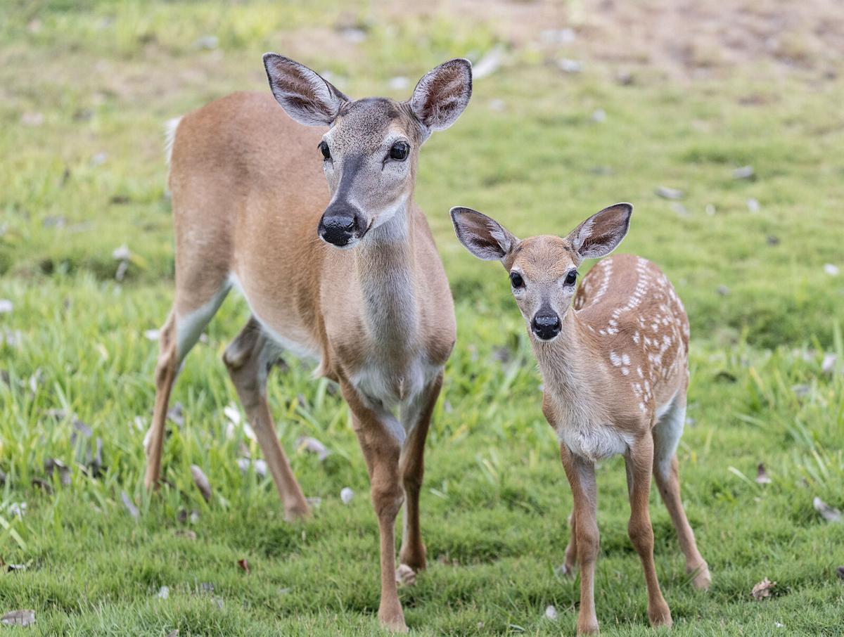 newborn deer called