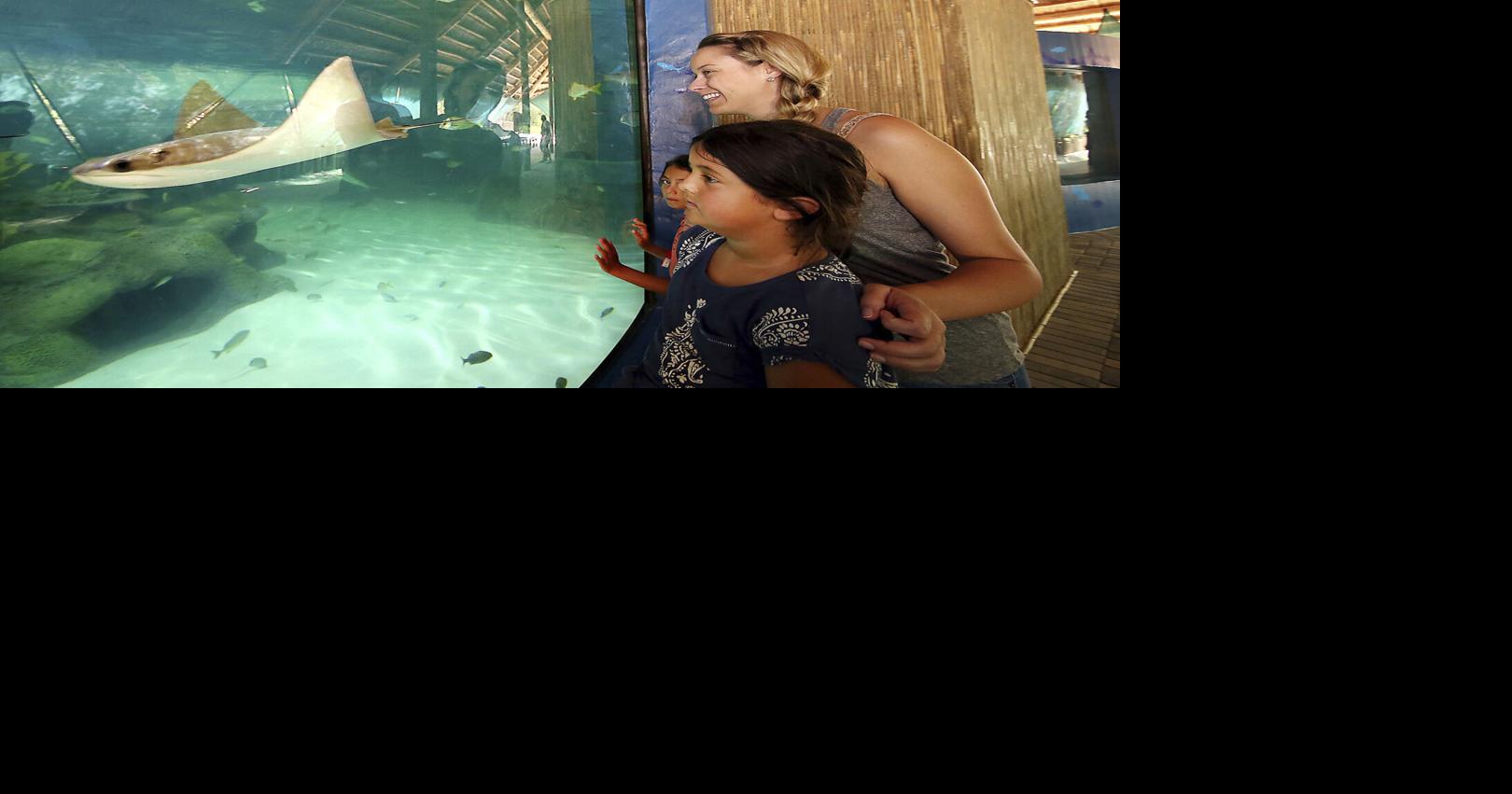 Discover Keys birds, marine life and flora | Features | keysnews.com