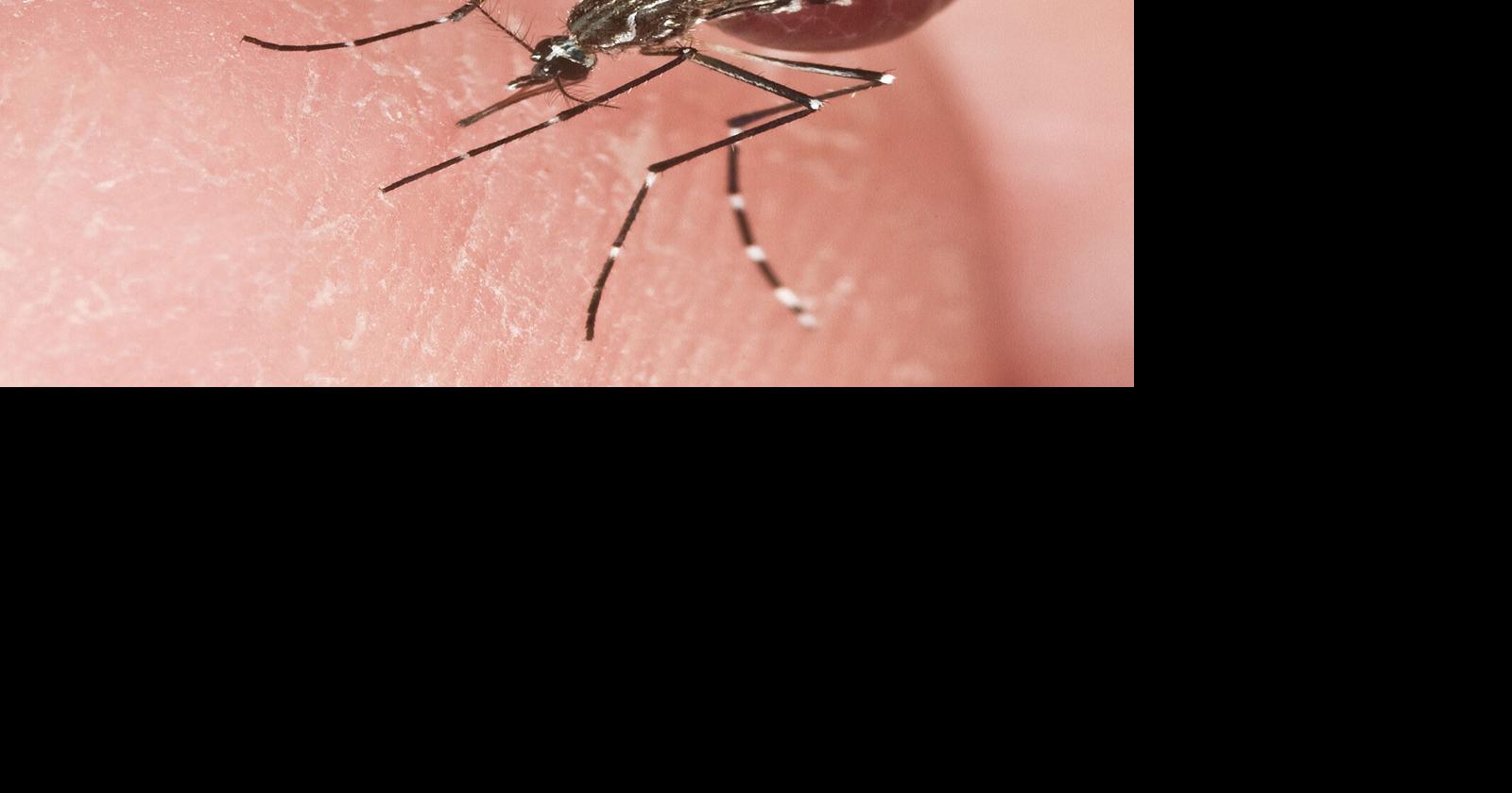 Keys mosquito district plans new control project | County | keysnews.com