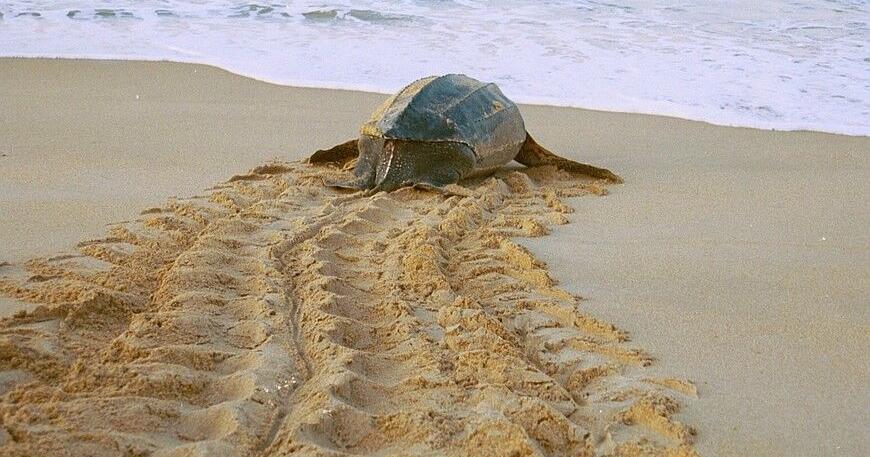 Monroe County updates sea turtle lighting requirements as season ...