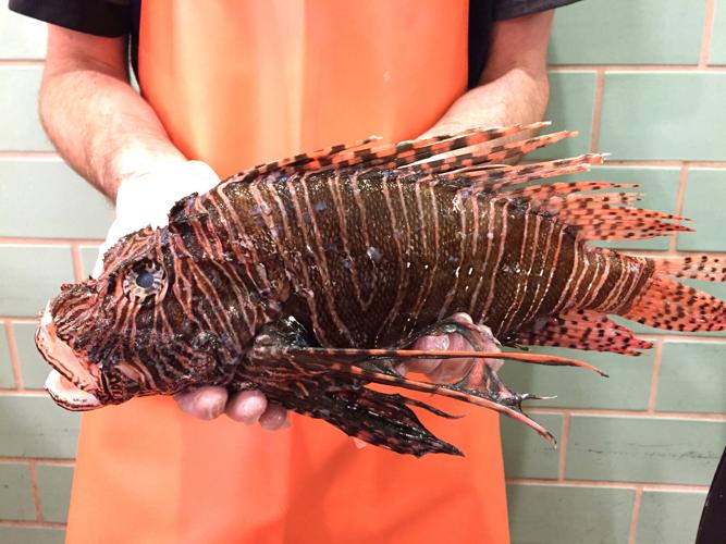 FWC steps up fight against invasive species | State | keysnews.com