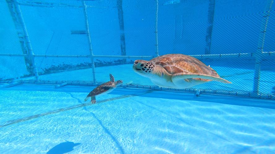 Troubled turtles taken care of at Marathon Turtle Hospital | Local News ...