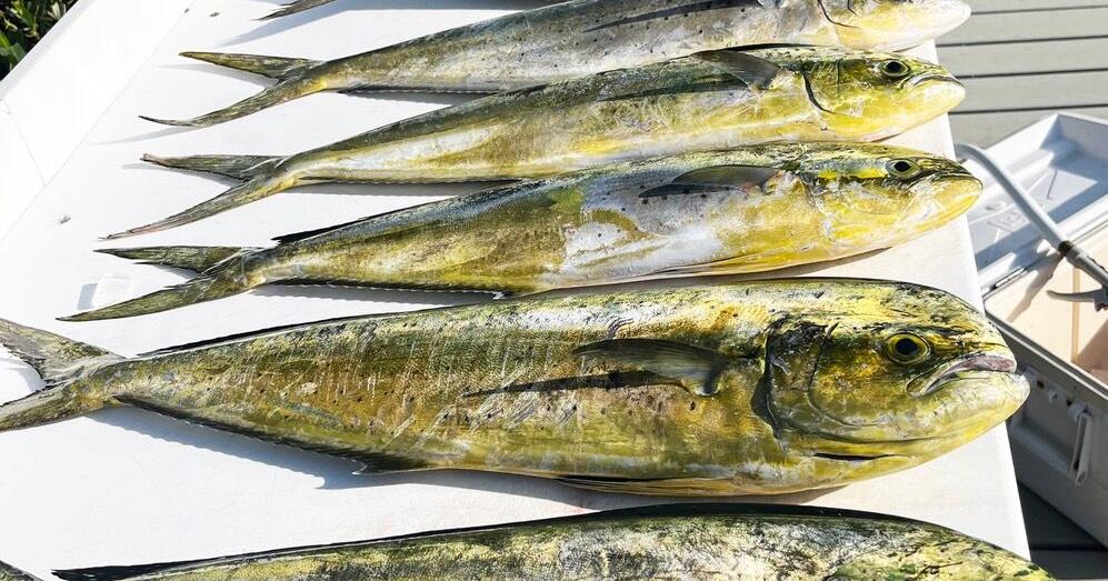 Mahi action is finally picking up | | keysnews.com