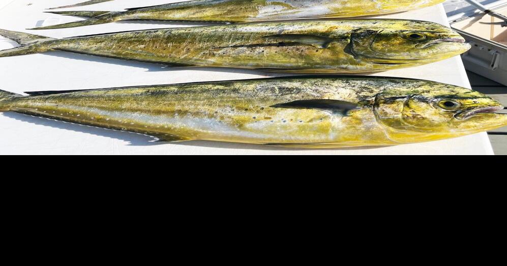 Mahi action is finally picking up | | keysnews.com