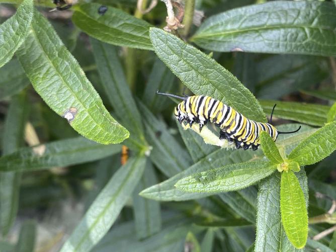Monarch butterflies are in trouble; Here's how you can help | Keys ...
