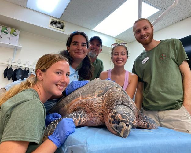 Troubled turtles taken care of at Marathon Turtle Hospital | Local News ...