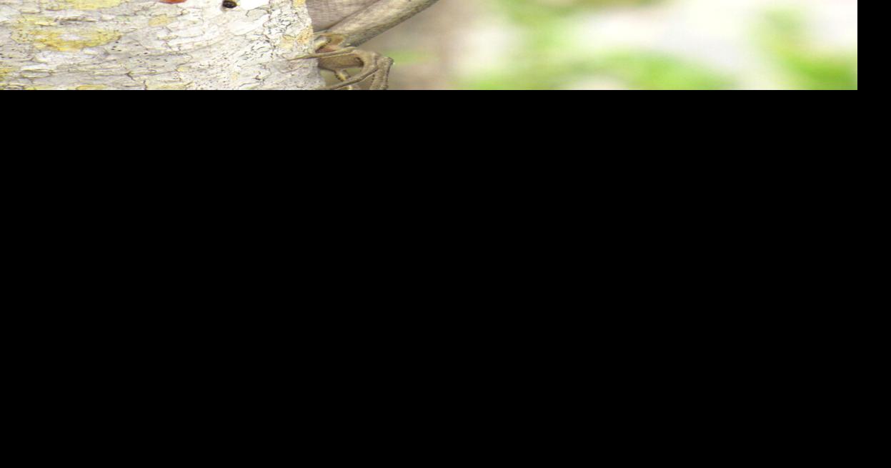 Nonnative lizard that appears to walk on water thrives in Florida ...