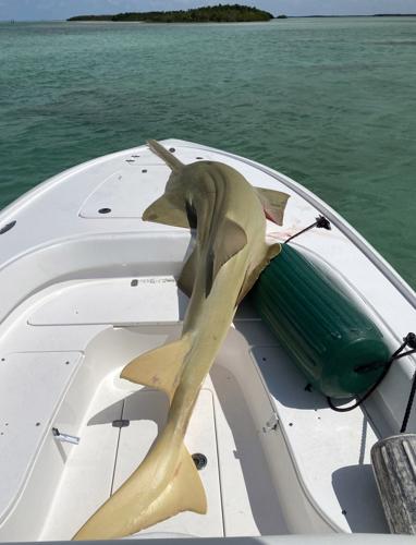 FWC investigates sawfish deaths and strange fish behavior in Florida ...